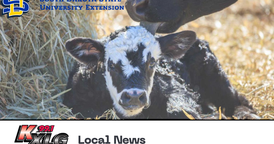 SDSU Extension to Host Cow and Calf Calving Camp | State News | mykxlg.com