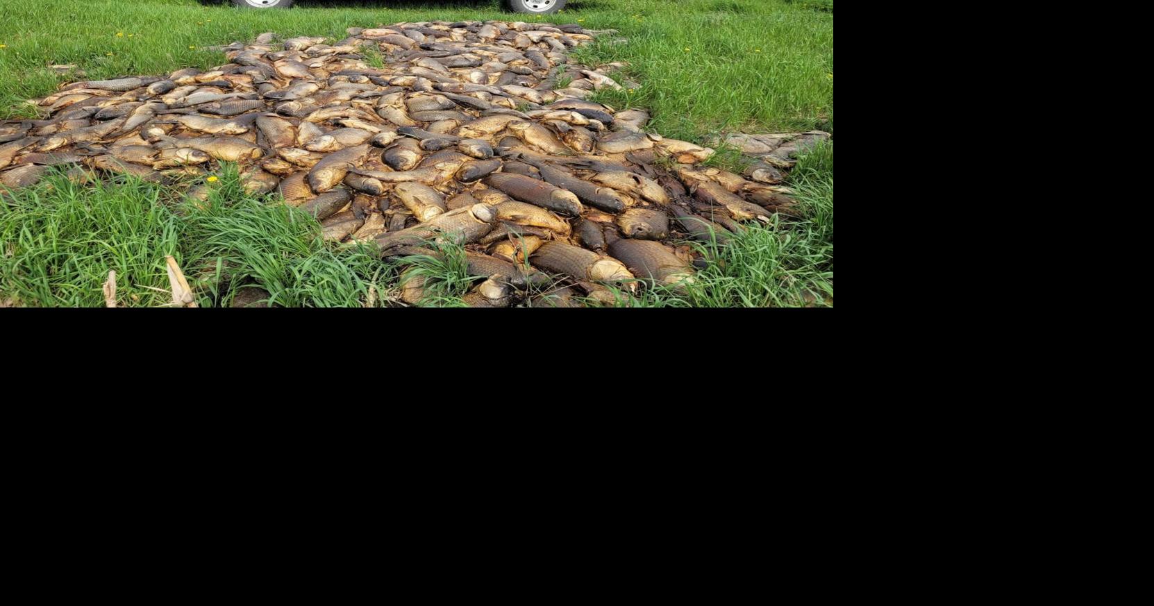 Hamlin County Sheriff Office Reports Large Carp Dump | Local News ...