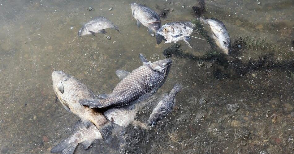 Massive fish kill in Nishnabotna River near Red Oak, IA due to ...