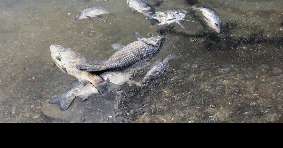 Massive fish kill in Nishnabotna River near Red Oak, IA due to ...