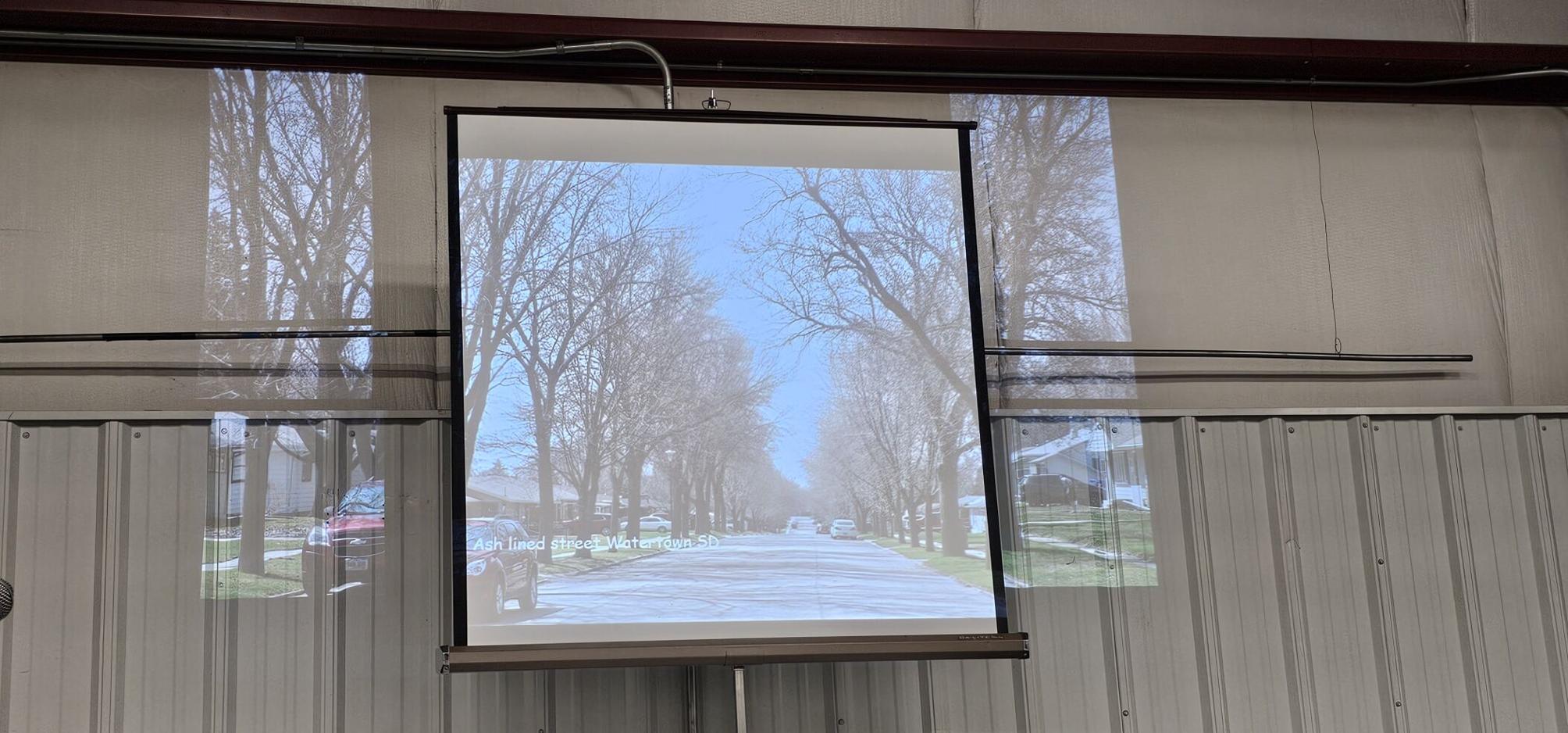 SDSU and Watertown Forestry Specialists Advise on Ash Tree Treatment ...