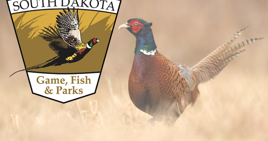 Game, Fish & Parks Biologists Optimistic for Pheasant and Prairie ...