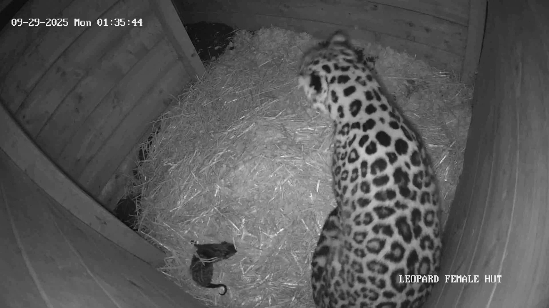 Rare leopard caught on camera giving birth | National News | mykxlg.com