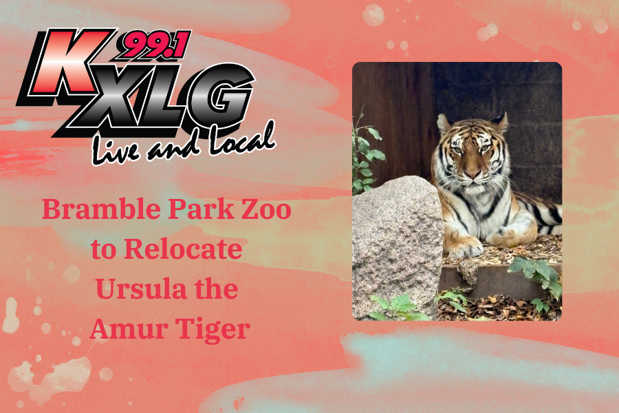 Bramble Park Zoo Preparing to Relocate Tiger and Begin Habitat ...