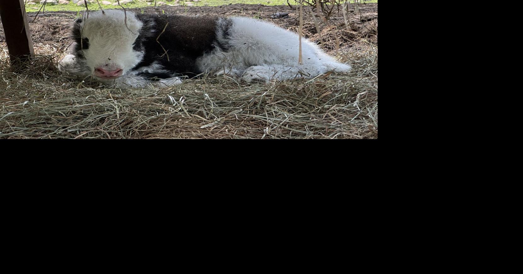 Bramble Park Zoo Welcomes New Yak Calf | Local News | mykxlg.com