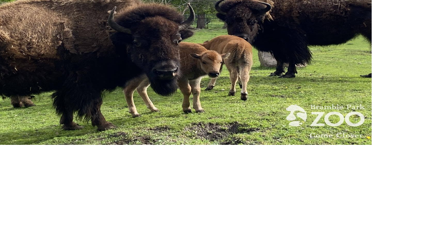 Bramble Park Zoo Celebrates the Arrival of New Bison Calves | Local ...