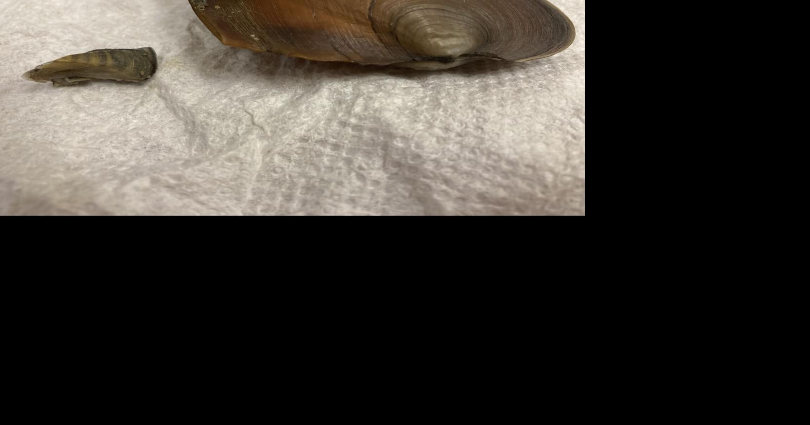 Zebra Mussels Becoming Bigger Problem | Local News | mykxlg.com