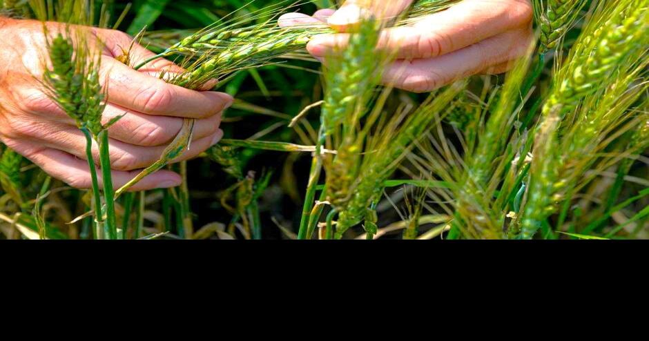 SDSU researchers to improve heat tolerance in wheat crops | | mykxlg.com