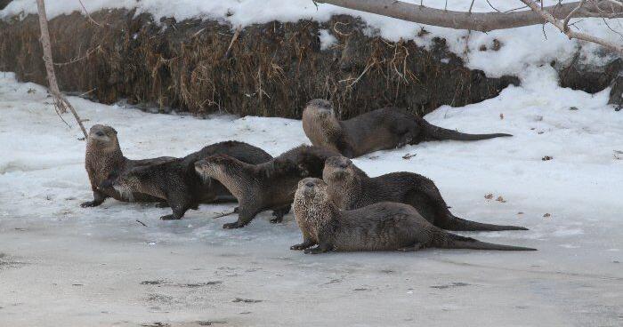 River Otter Trapping Season Closes as Harvest Limit Reached | State ...