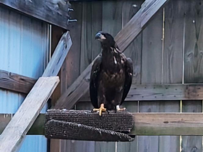 Two Rehabilitated Eagles Soar Free from Bramble Park Zoo | Local News ...