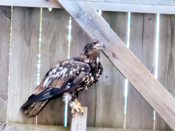 Two Rehabilitated Eagles Soar Free from Bramble Park Zoo | Local News ...