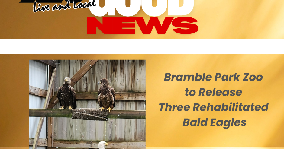 Bramble Park Zoo to Release Three Rehabilitated Bald Eagles | Local ...