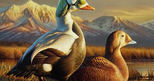 Wallace, SD Artist Adam Grimm Wins Third Federal Duck Stamp Competition ...