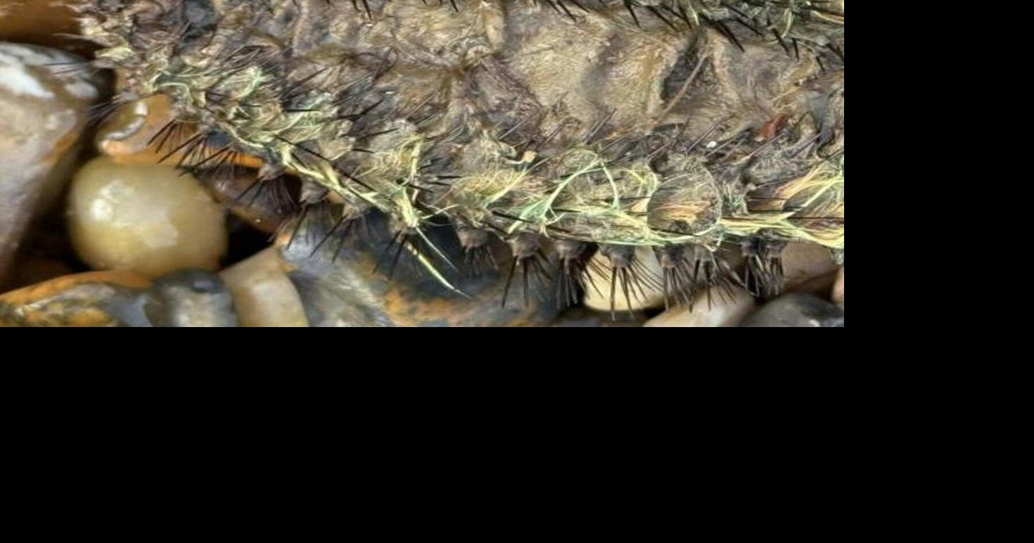 ‘Alien-like’ creature washes up on beach | National News | mykxlg.com