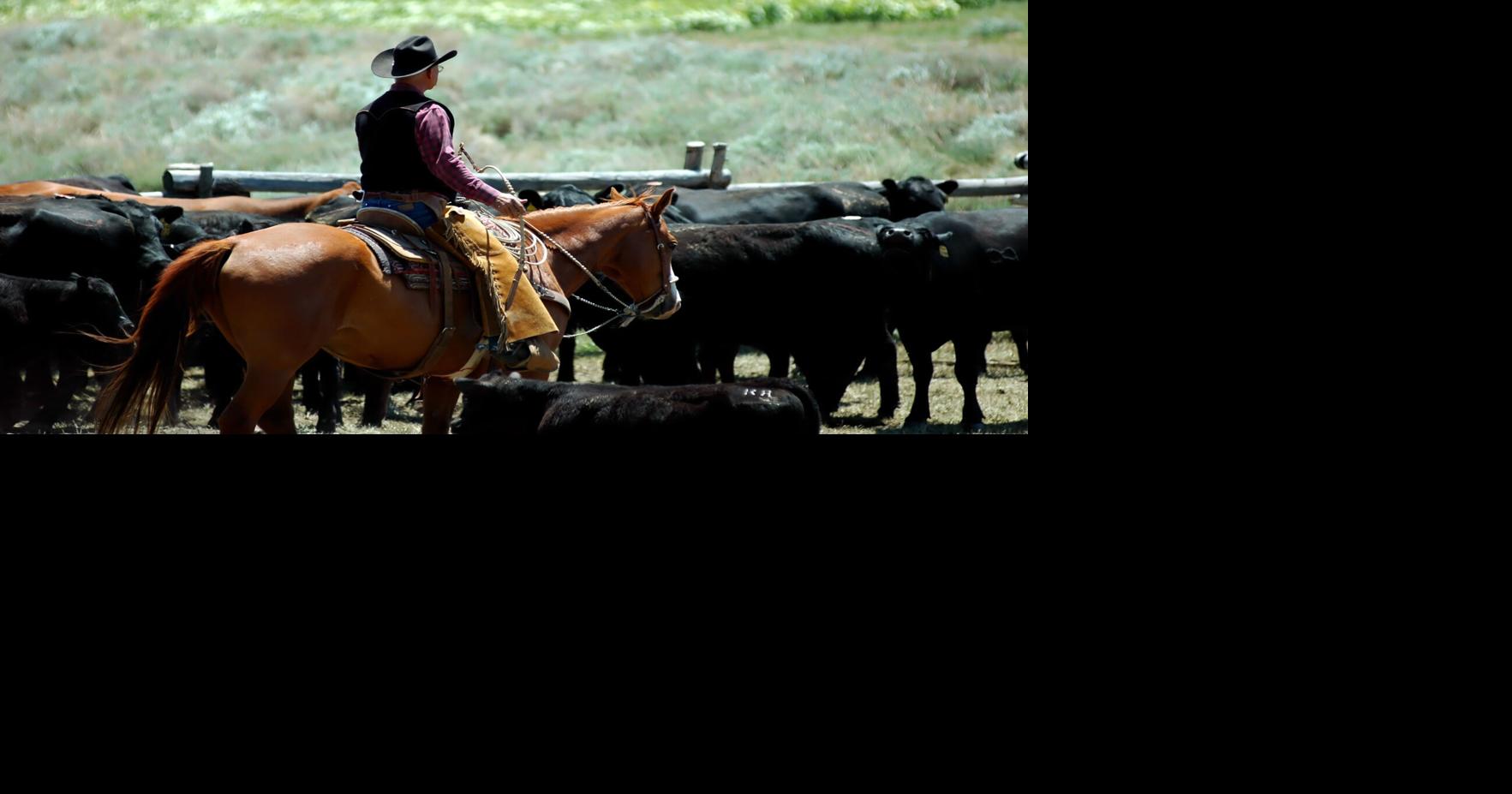 Through USDA Efforts, Ranchers Flex Some Selling Muscle | Local News ...