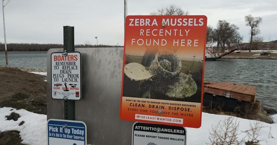 Zebra Mussel Cleaning Stations Bill "Killed" In Committee | State News ...