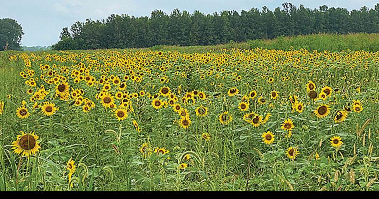 State unveils new vision for Columbia Bottom | Sports | myleaderpaper.com