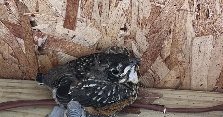 Rarely orphaned, wild babies don’t need human help | Sports ...