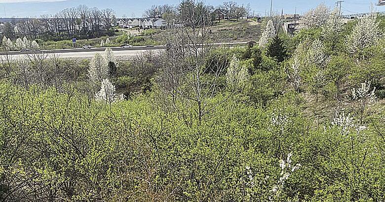 Invasive Callery pear trees target of new Missouri bill | Sports ...