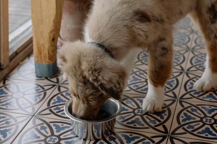 Does fancy dog food leave a larger carbon pawprint? | National ...