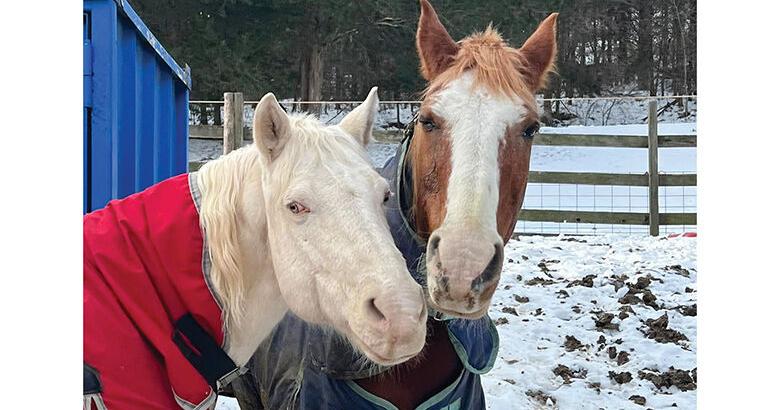 High Ridge animal rescue organizes fundraiser after fire | Local Events ...