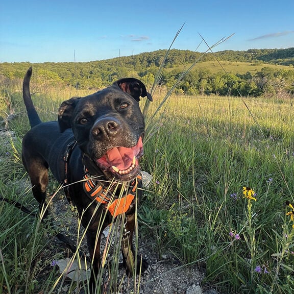 Pet Spot: Rickey likes hiking | Pet Photos | myleaderpaper.com