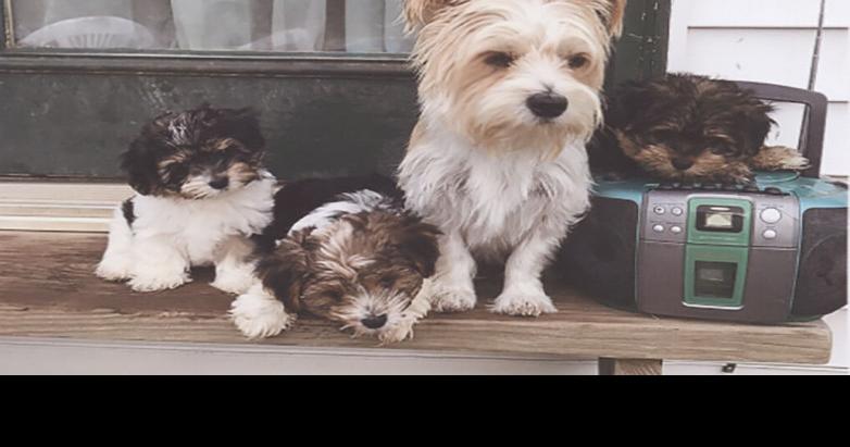 Pet spot: Yorkies like spectating at pool party | Pet Photos ...