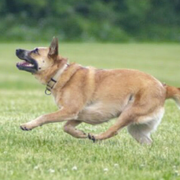 Pet Spot: Jersey an athletic Australian sheep dog | Pet Photos ...