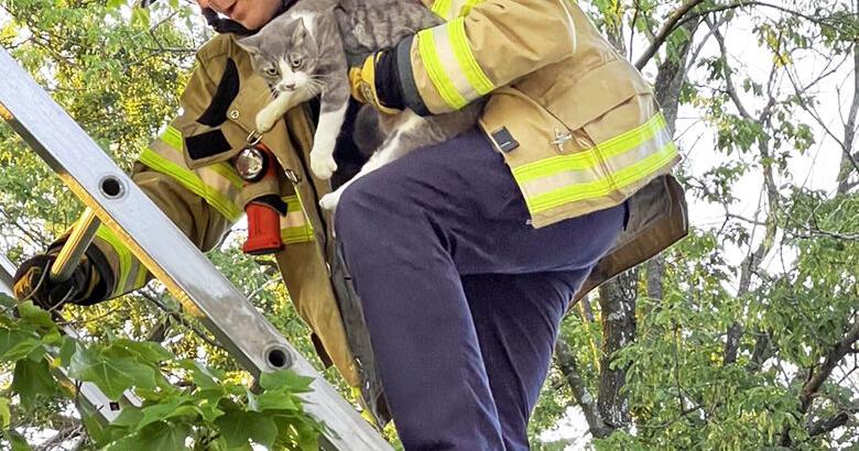 Rock firefighter rescues cat from tree | Police Fire | myleaderpaper.com