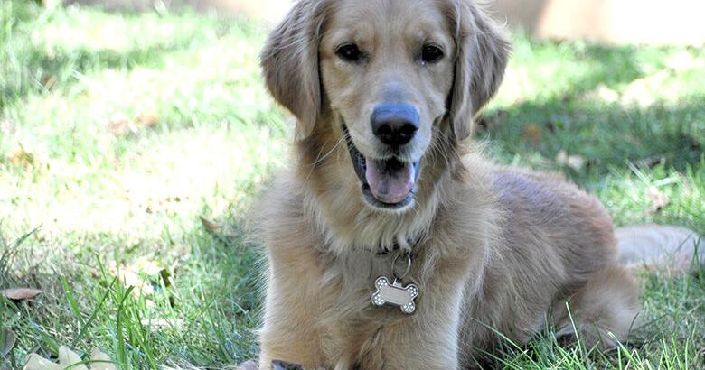 Bailey is a happy golden retriever | Pet Photos | myleaderpaper.com