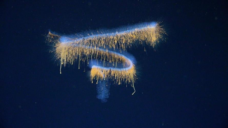 Deep-sea mission uncovers 31 new species | National | myleaderpaper.com