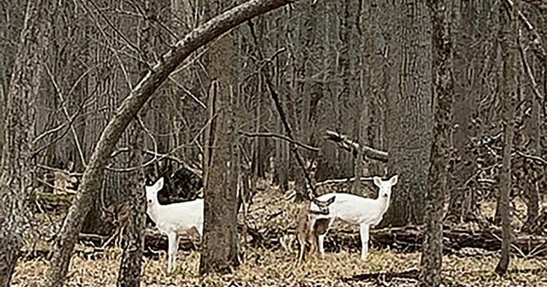 Depending on the species, albinism is varied but always rare | Sports ...