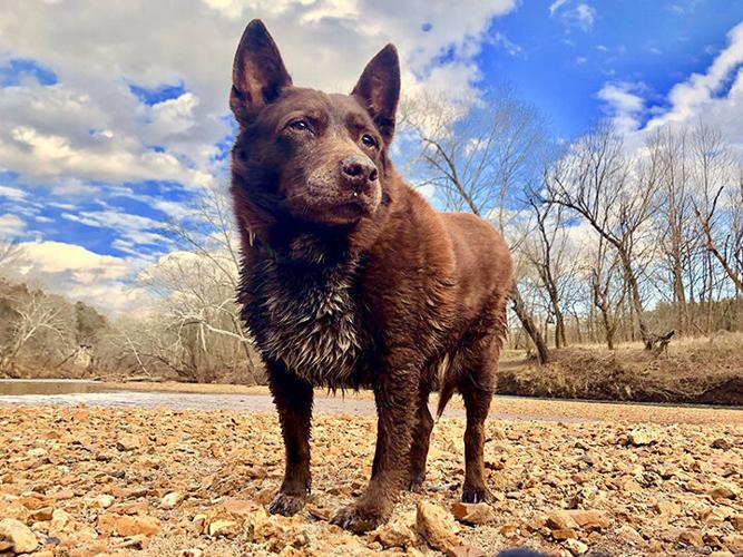 Leader received about 230 entries featuring various pets | Multimedia ...