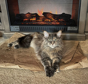 Harley Quinn has typical cat attitude | Pet Photos | myleaderpaper.com
