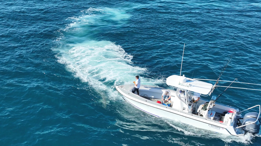 Massive great white shark roaming major tourist hub | National ...