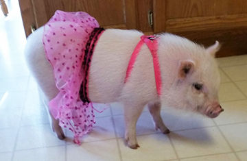 Pet spot: Suki the mini pig settled down into well-loved pet | Pet ...