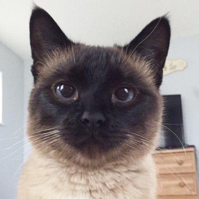 Siamese cat’s name, Meeka-Mew, inspired by Pokemon | Pet Photos ...