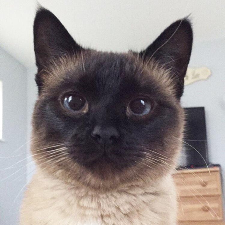 Siamese cat’s name, Meeka-Mew, inspired by Pokemon | Pet Photos ...