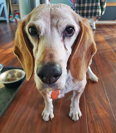 Arlo described as low-key older beagle | Pet Photos | myleaderpaper.com