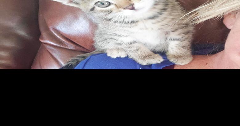 Pet spot: Smurfie’s a spunky cat | Pet Photos | myleaderpaper.com