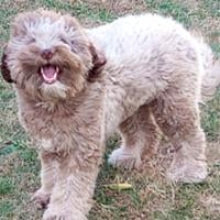 Pet spot: Coco Puff loves the wind | Pet Photos | myleaderpaper.com