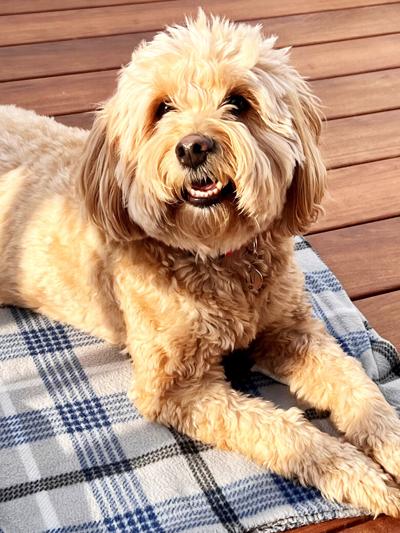 Solomons of Festus submit photo of golden Labradoodle | Pet Photos ...