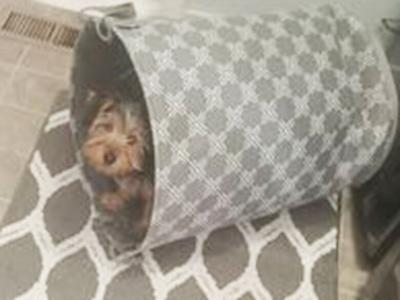 Pet spot: Gizmo wanted, got, owner’s attention | Pet Photos ...