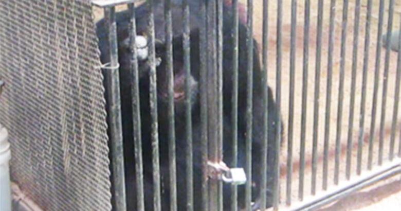 PETA offers reward for information about missing Festus chimp | Local ...