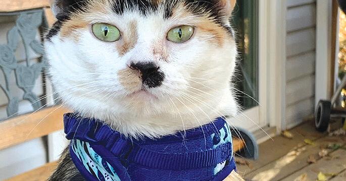 Pasha has ‘catitude,’ owner says | Pet Photos | myleaderpaper.com