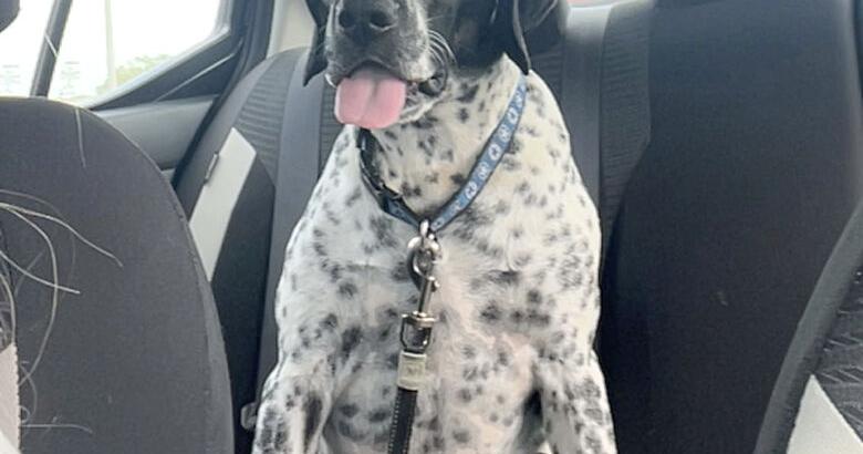 Pet Spot: Willie has energy to burn | Pet Photos | myleaderpaper.com