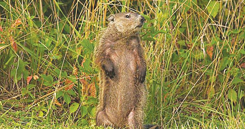 OUTDOORS: There is more to local marmot than the weather | Sports ...