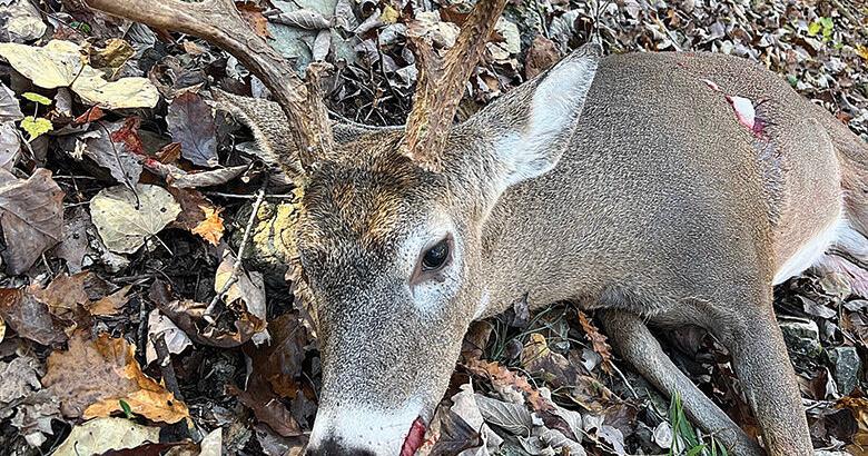 Constant reminder of CWD dangers makes more people aware | Sports ...