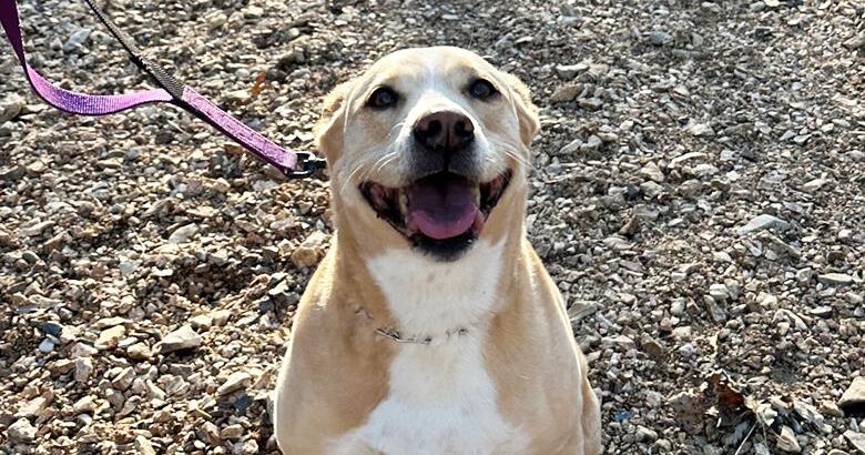 Kennedy Nelson of Imperial photo of her dog for Pet Spot | Pet Photos ...