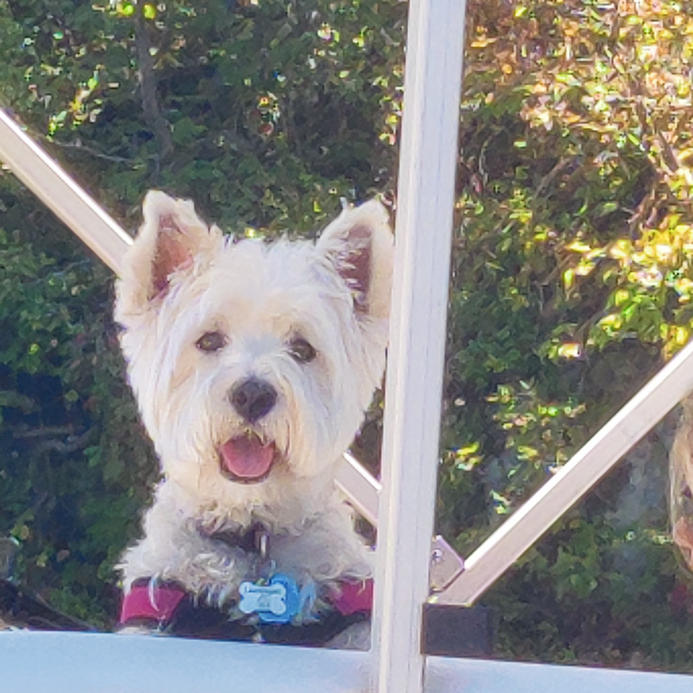 Picture Your Pet contest 2026 (Part 1) | Multimedia | myleaderpaper.com